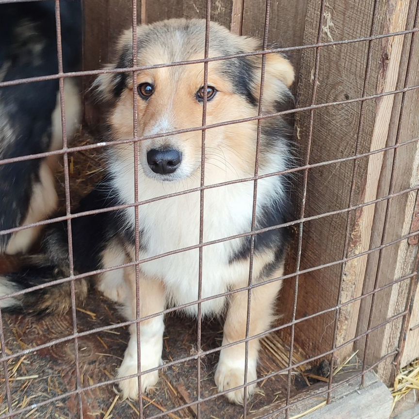 Щенок в добрые руки