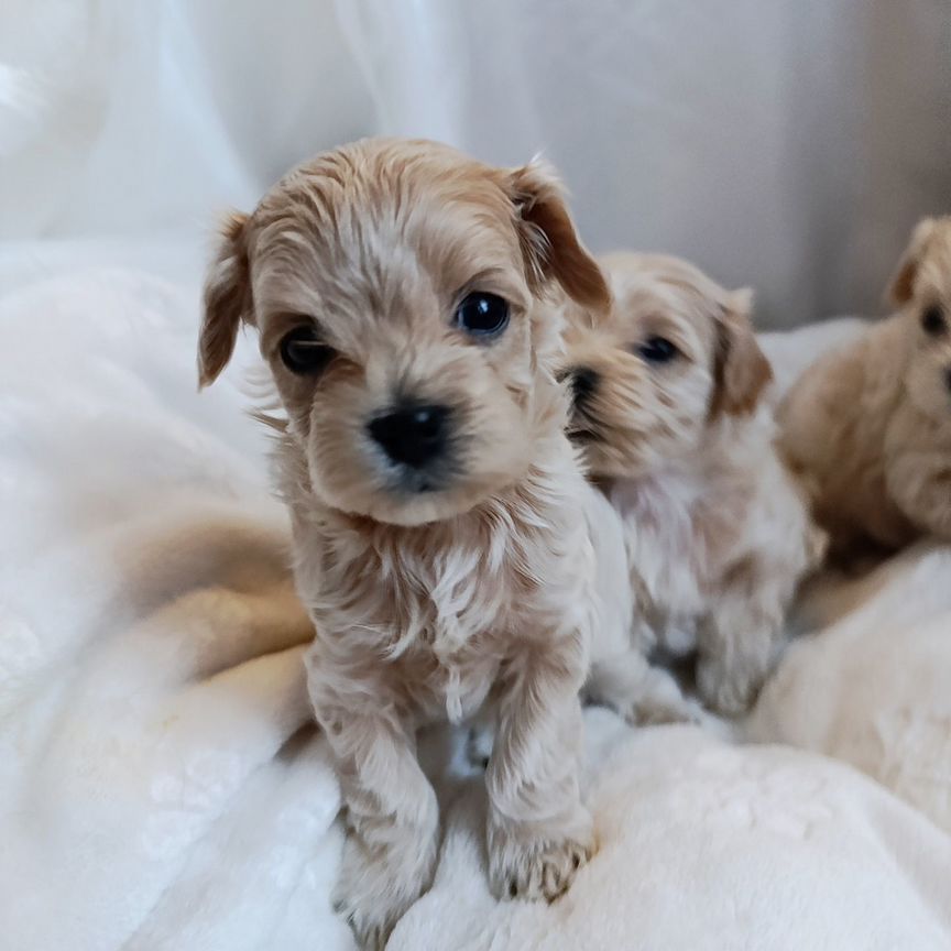 Мальтипу f1 мини от титулованных родителей