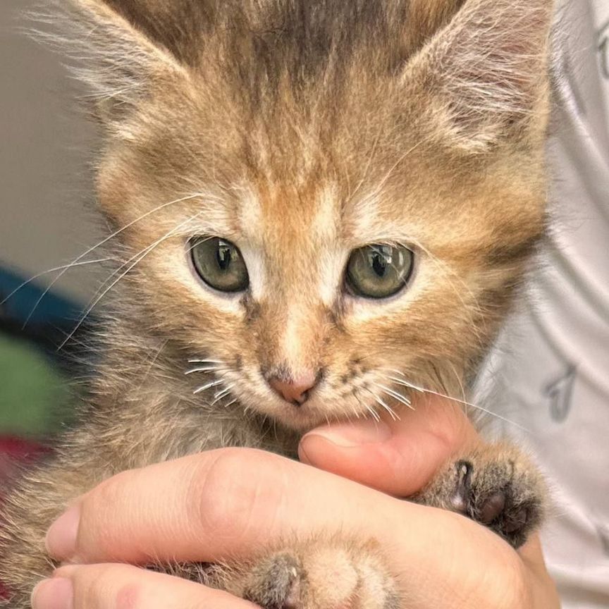 Котенок ищет дом