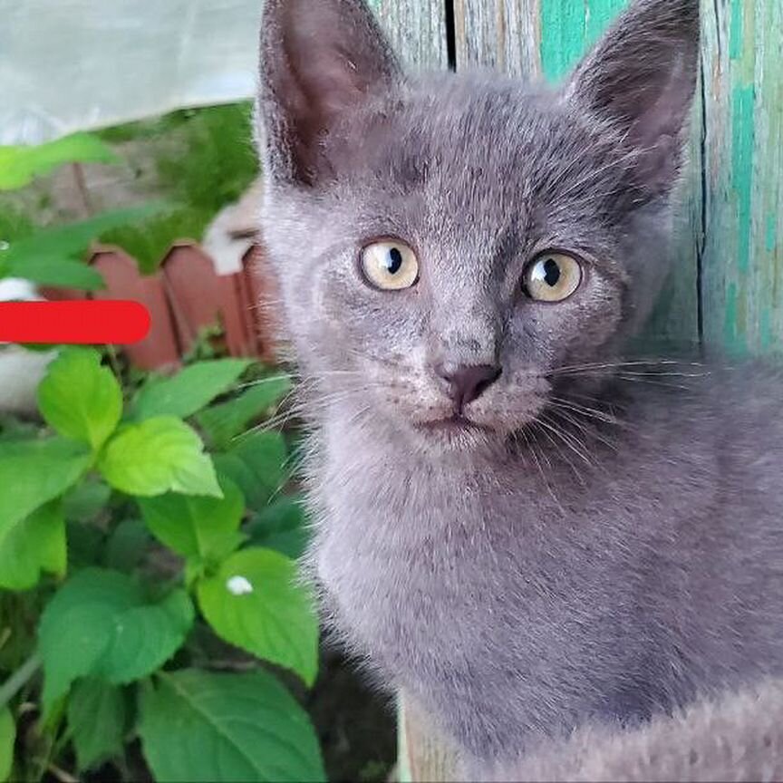 Котята-очаровашки в добрые руки