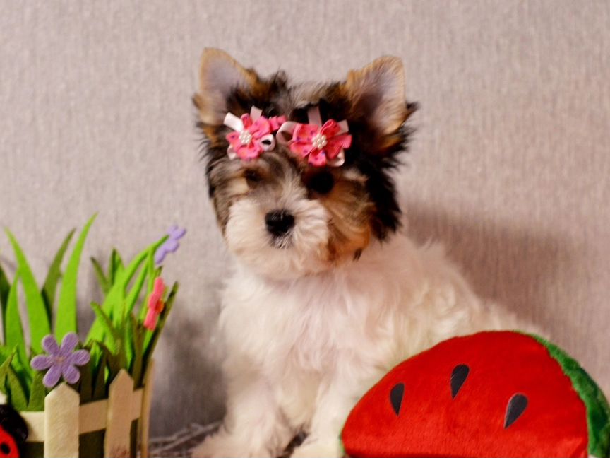 Маленькая куколка