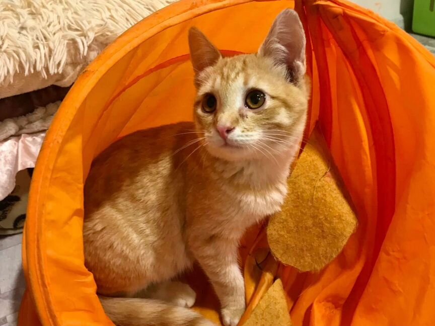 Рыжий котенок