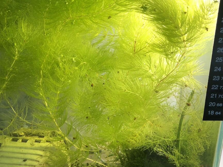 Роголистник в аквариум