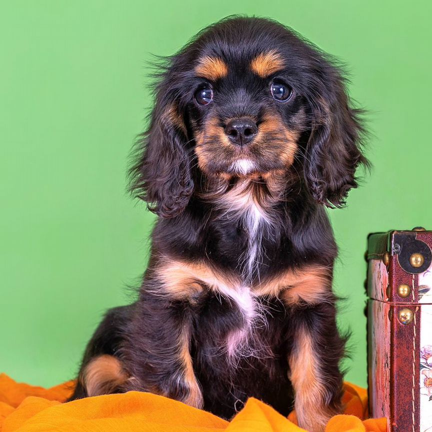 Кавалер кинг-чарльз-спаниель, щенок