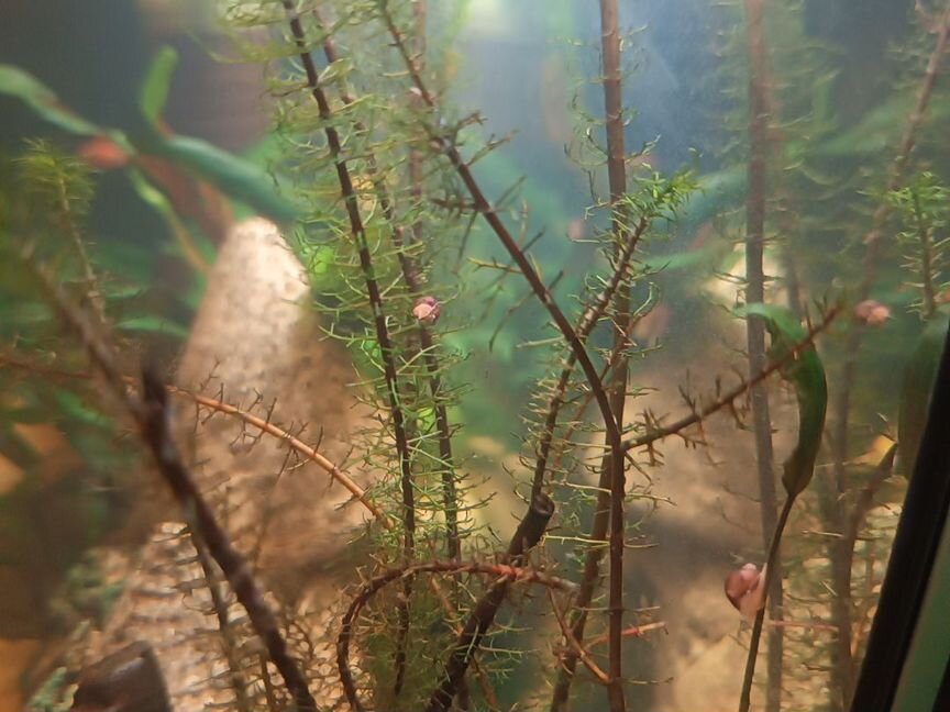 Молодь ампулярий