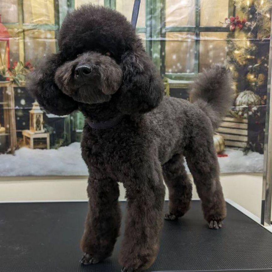 Карликовый пудель, взрослая собака