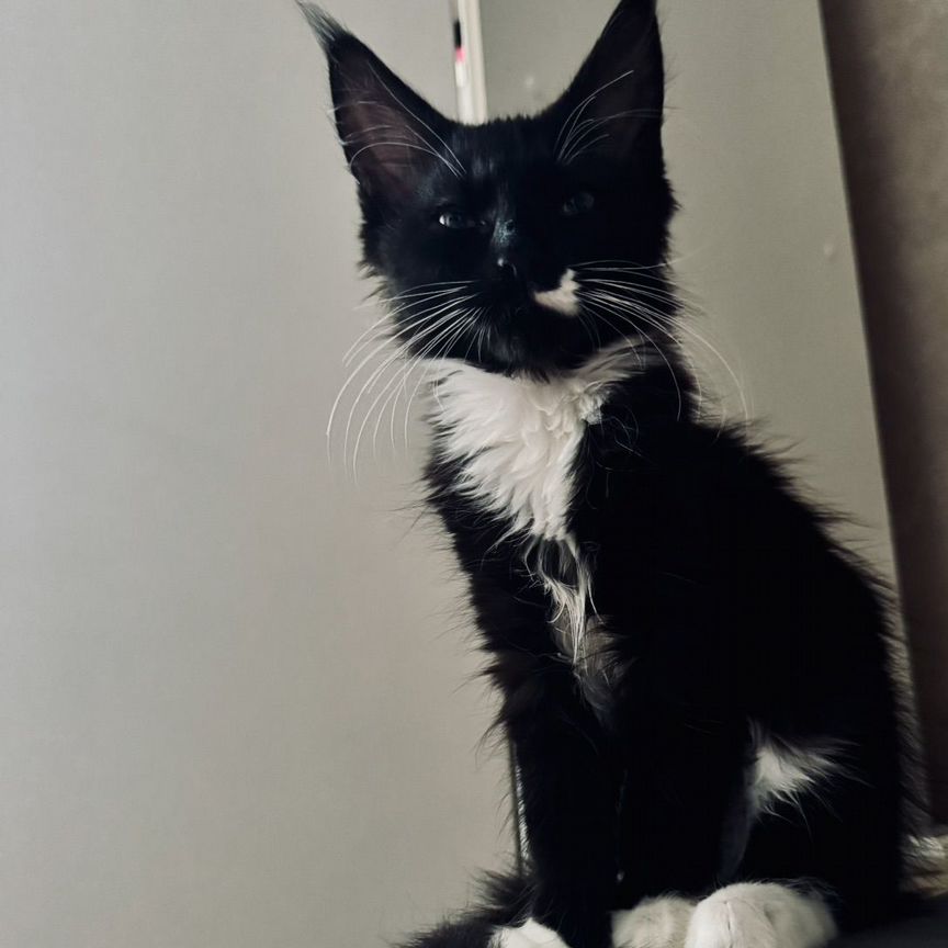 Котенок мейнкуна