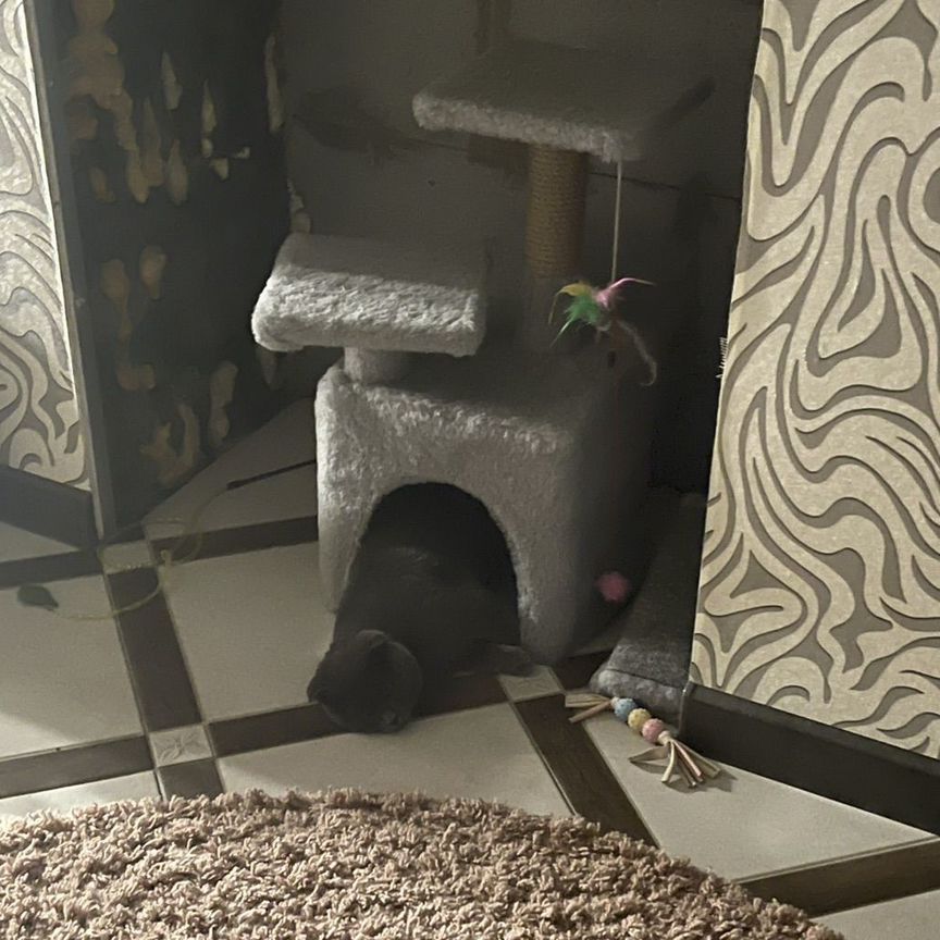 Шотландский вислоухий кот