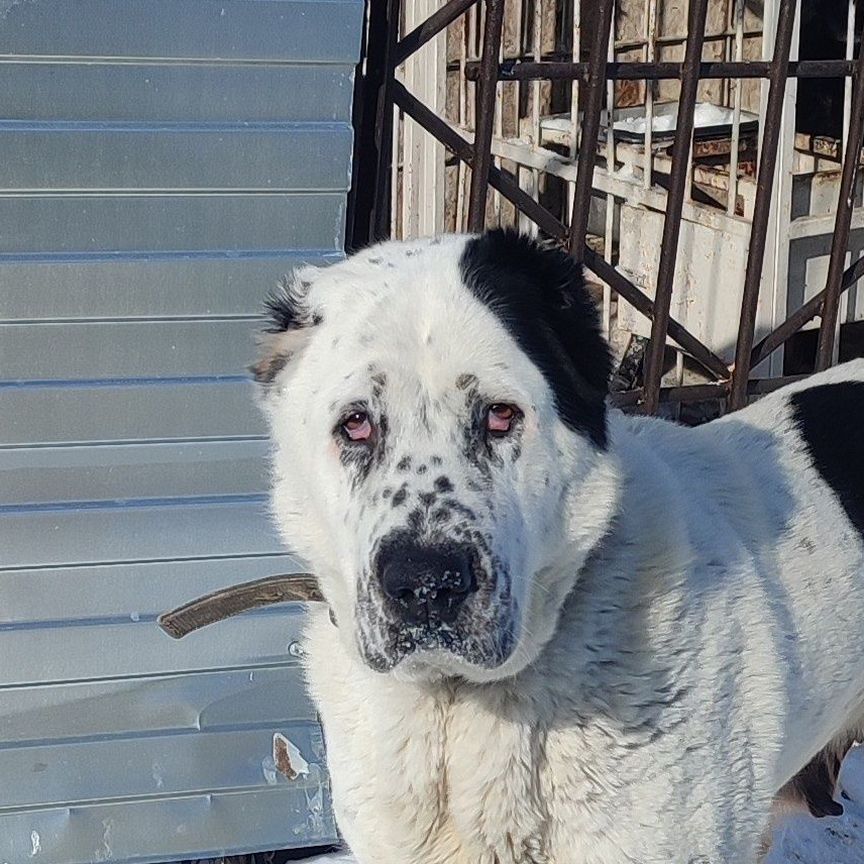 Сансара, алабай