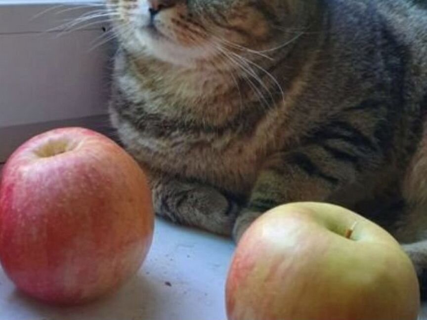 Кошка Мурка