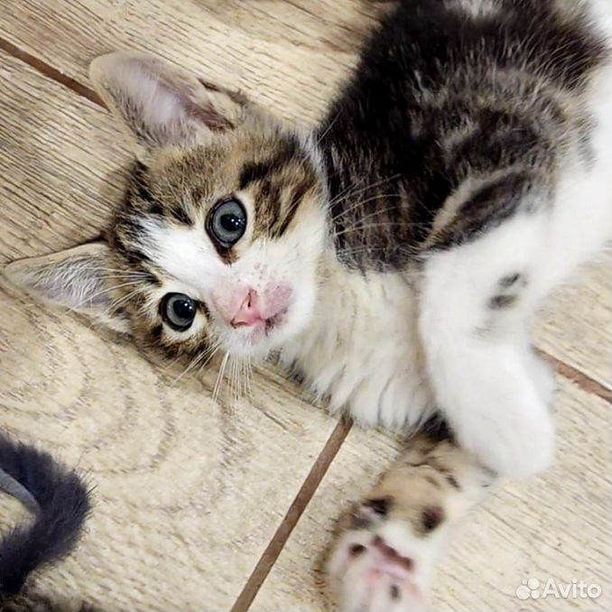 Котейка мальчик