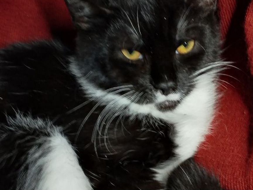 Котенку нужен дом