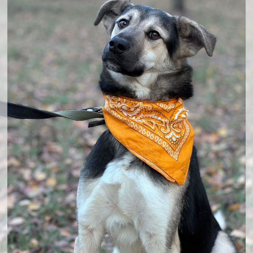 Буба. Собака плачет в приюте