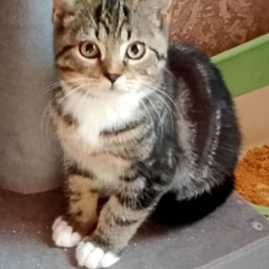 Котенок девочка в добрые руки