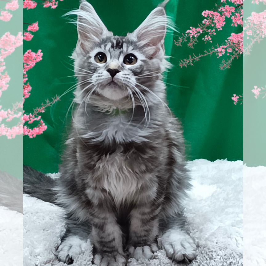 Котята мейн-кун