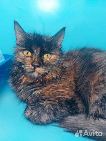 Необычная нежная Маргартка