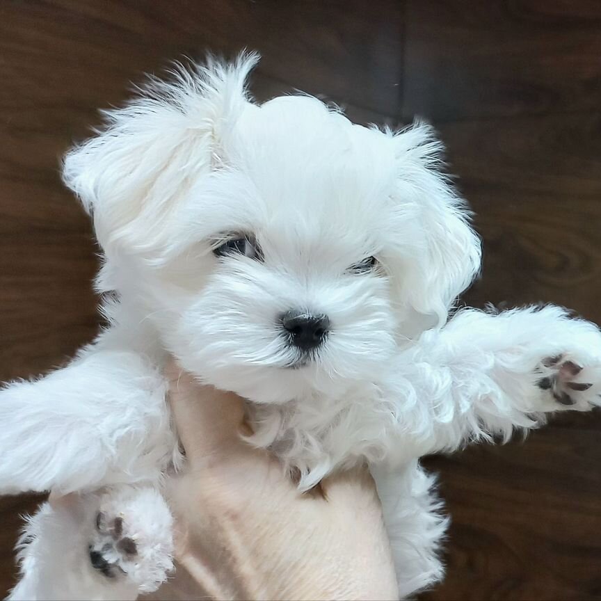 Мальчик мальтезе РКФ