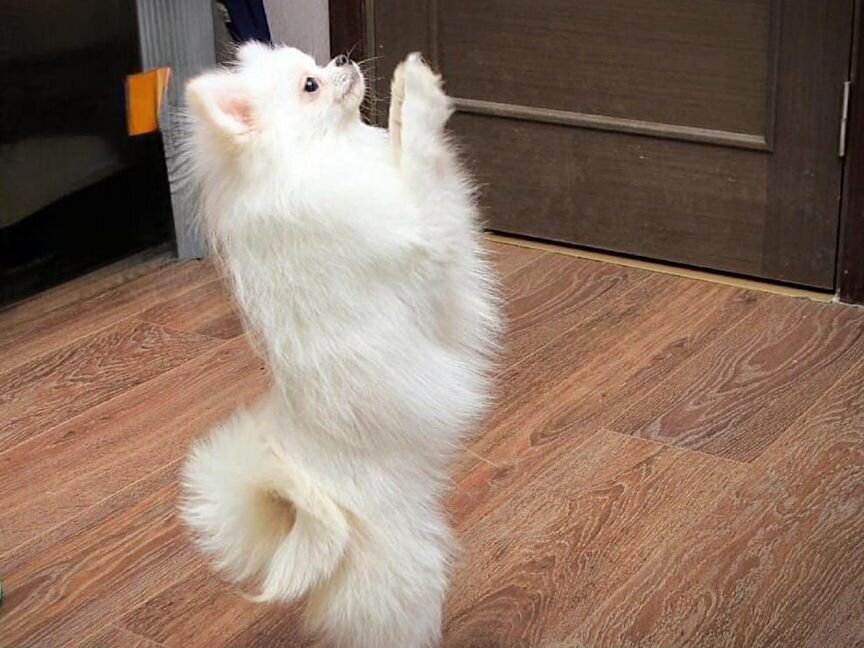 Шпицуля Кристи в добрые ручки