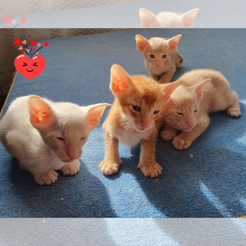 Ориентальные котята