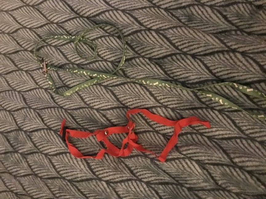 Поводки, шлейки для кошек