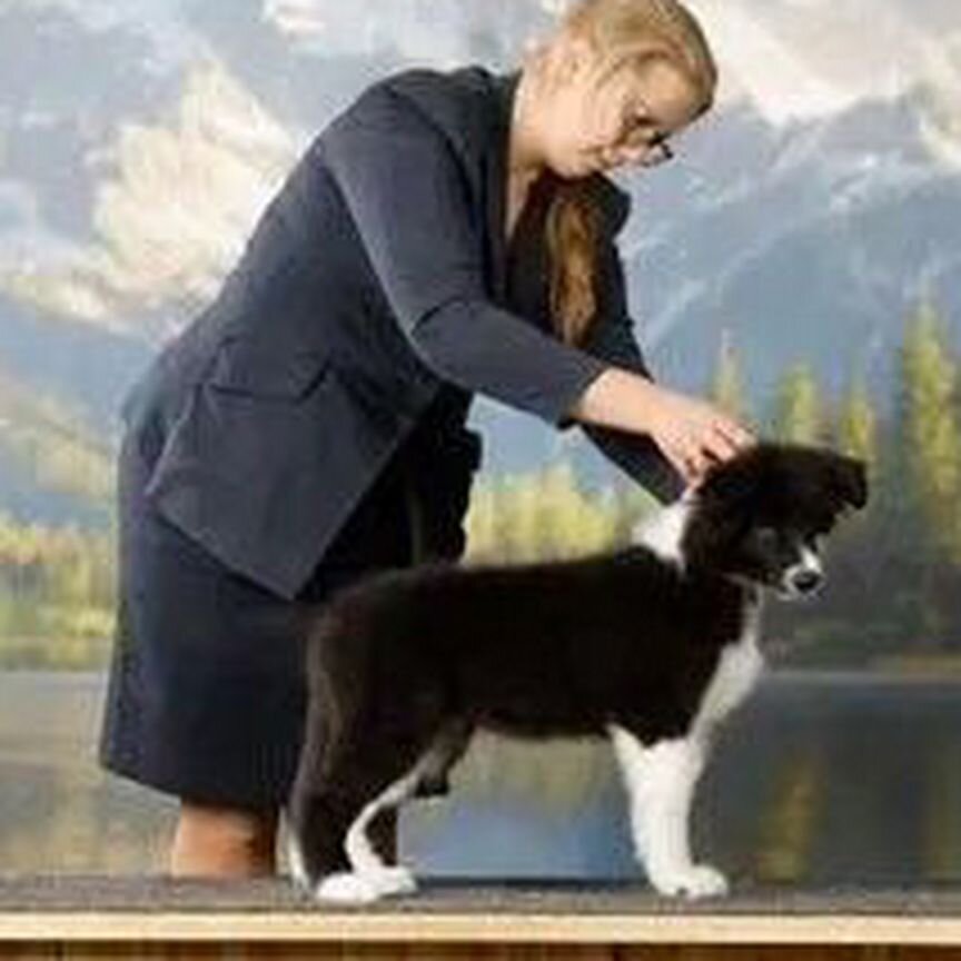 Бордер-колли, щенок