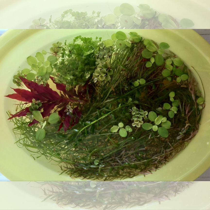 Прополка аквариумных растений