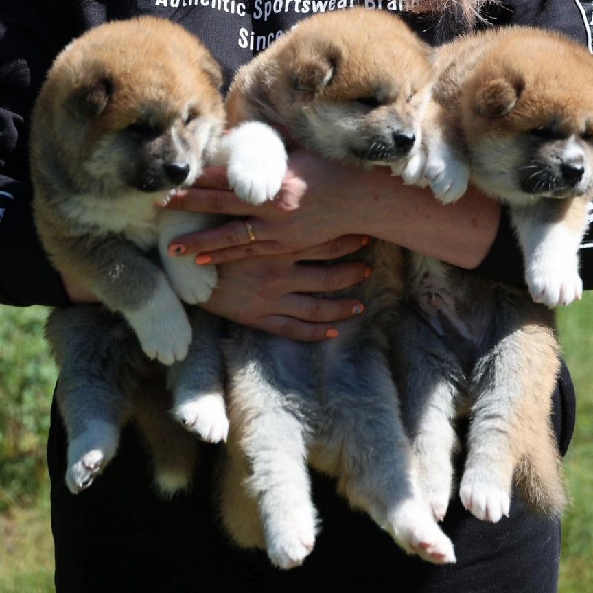 Щенки акита- ину