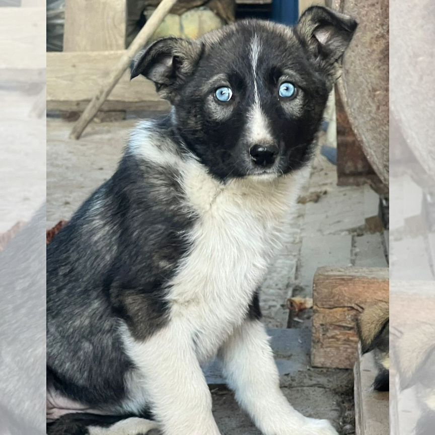 Щенок в добрые руки