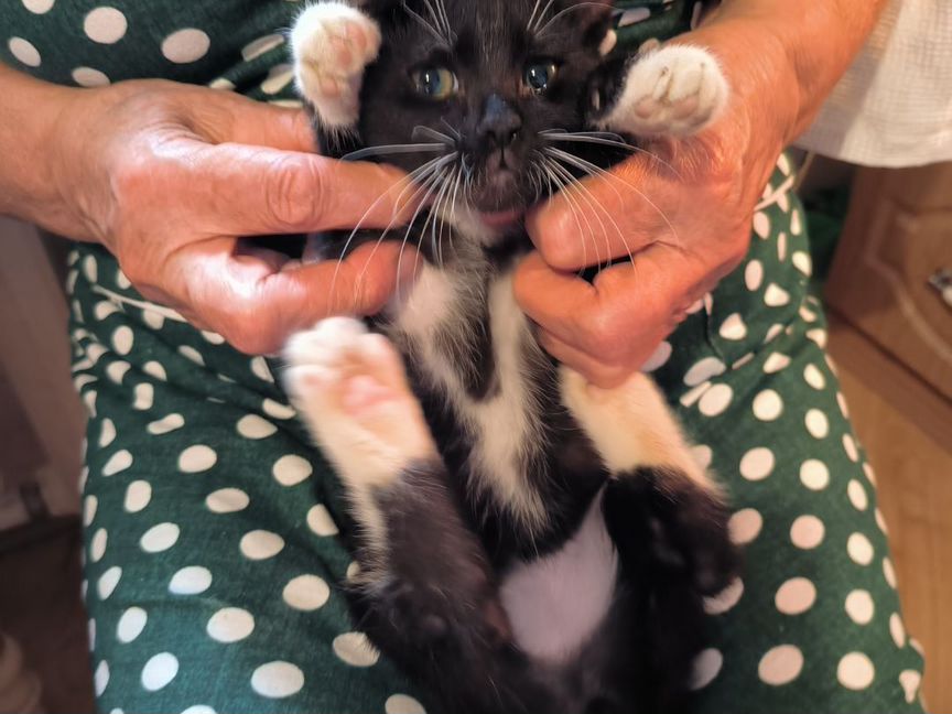 Котик мальчик 2,5 месяца Воронеж