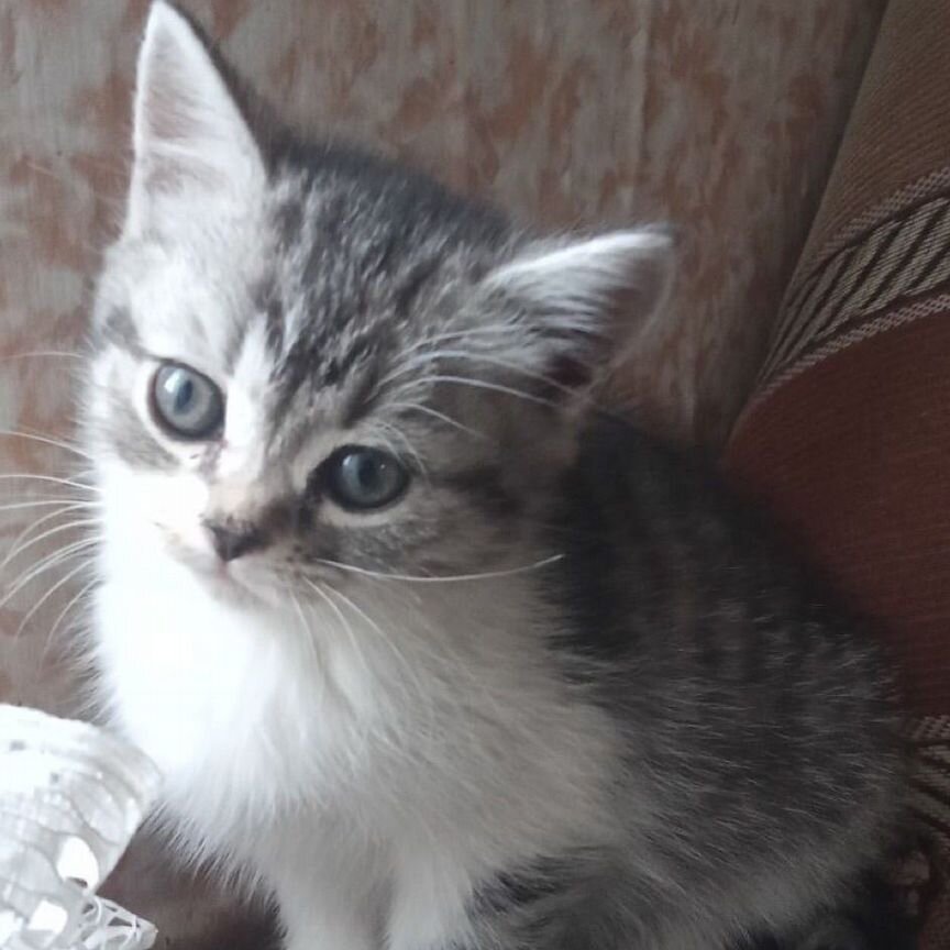 Отдам котенка в добрые руки