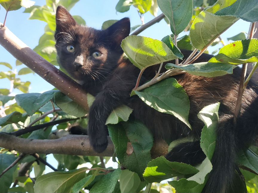 Котята - мышеловы