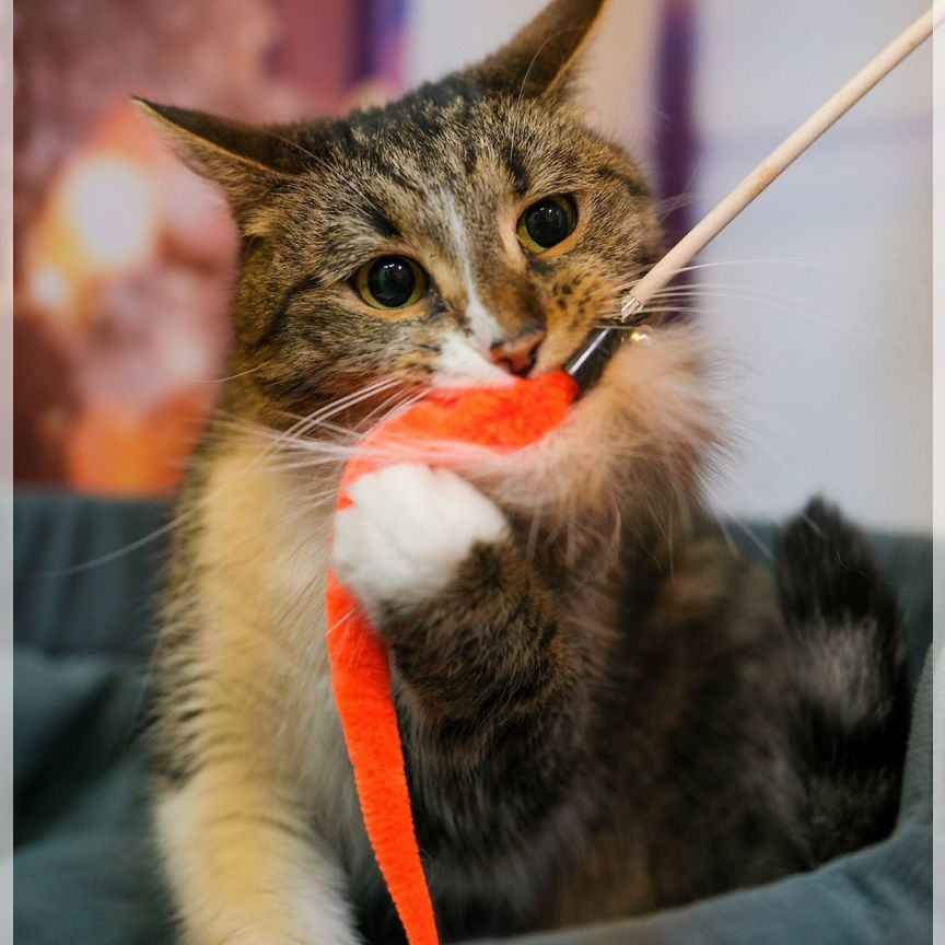 Взрослая кошка из приюта