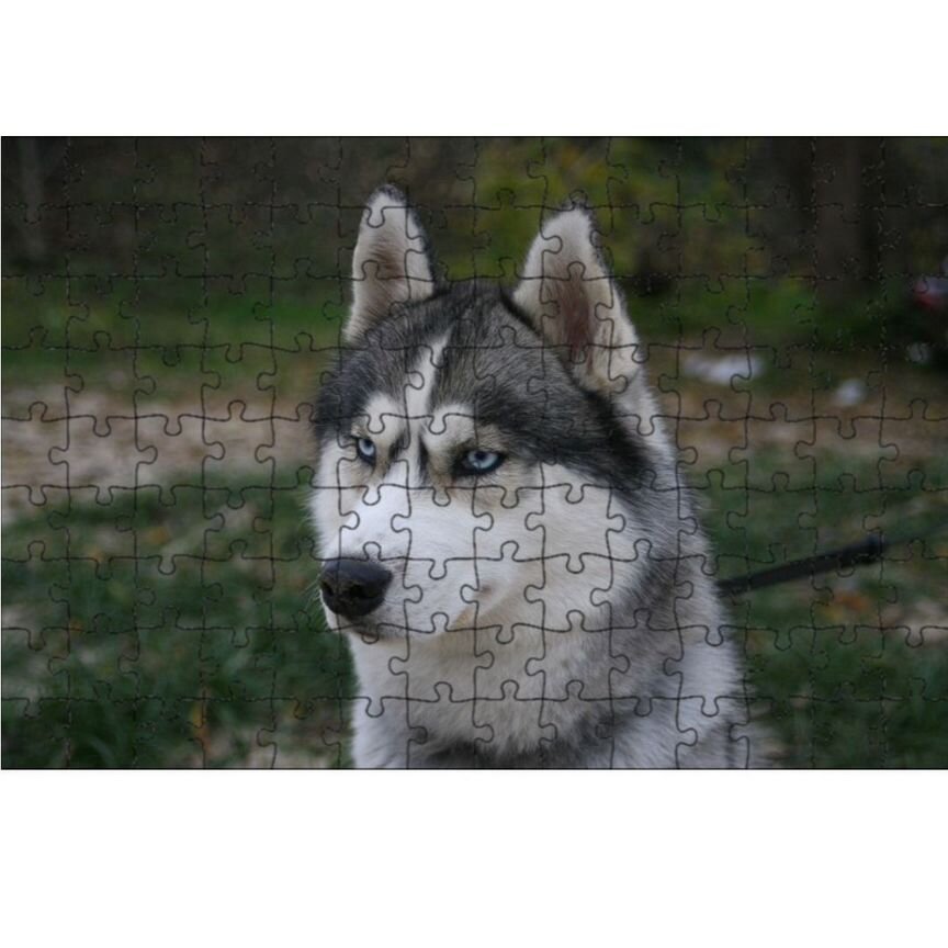 Щенок Хаски