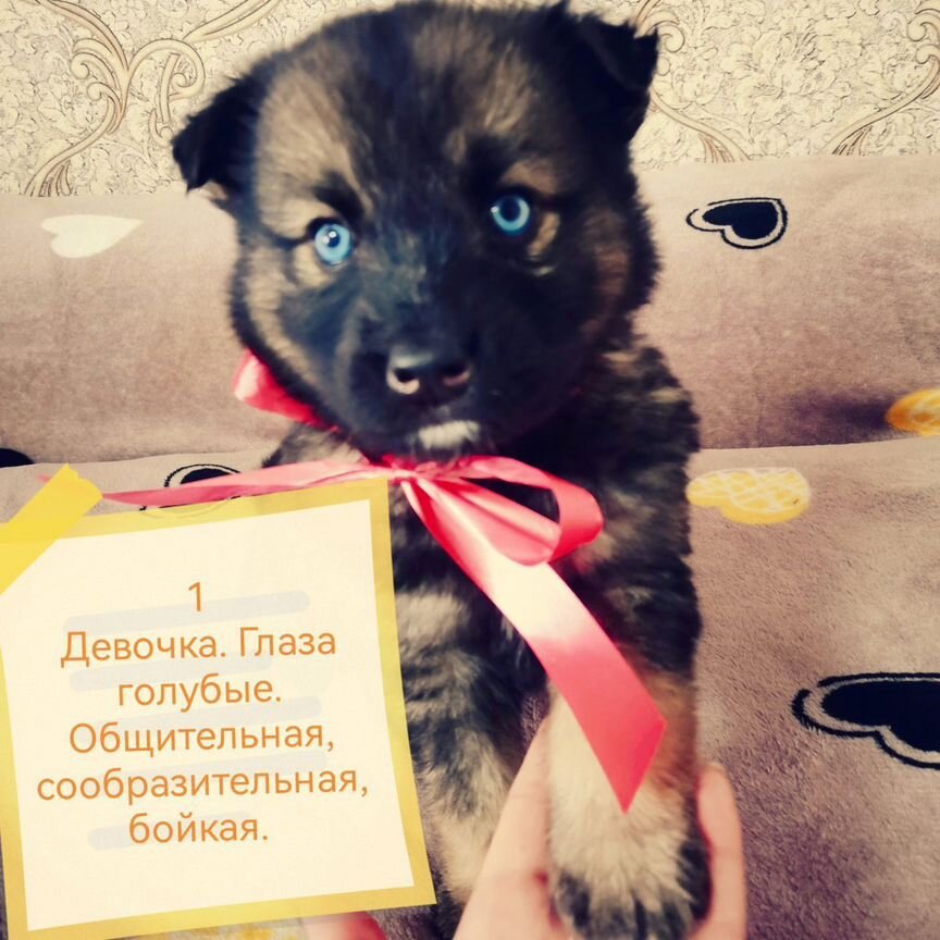 Отдам в добрые руки