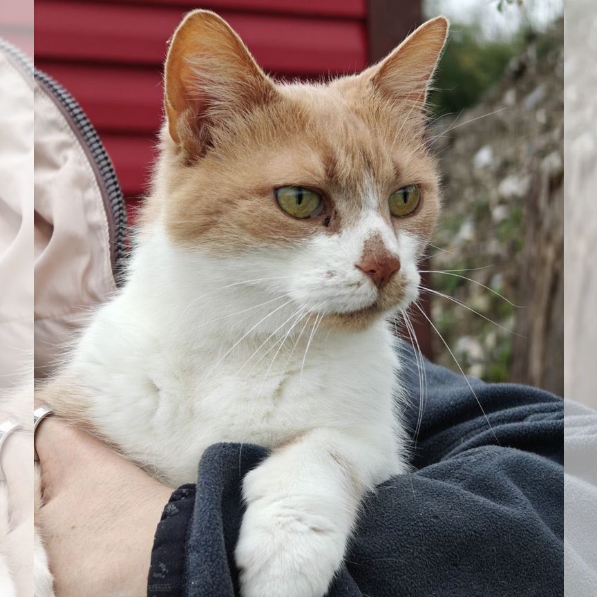 Взрослая, кошка в добрые руки