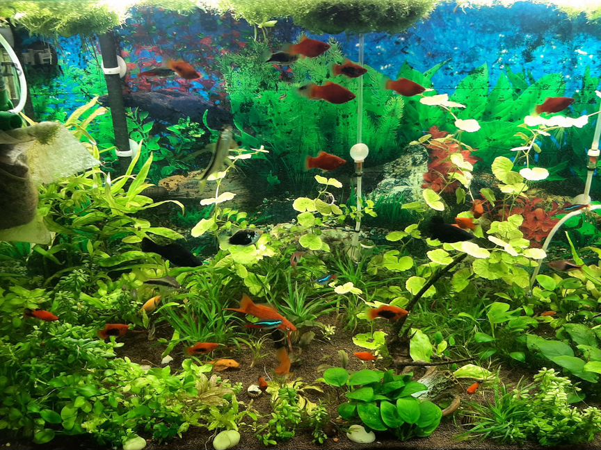 Рыбки пицилии неоны и др