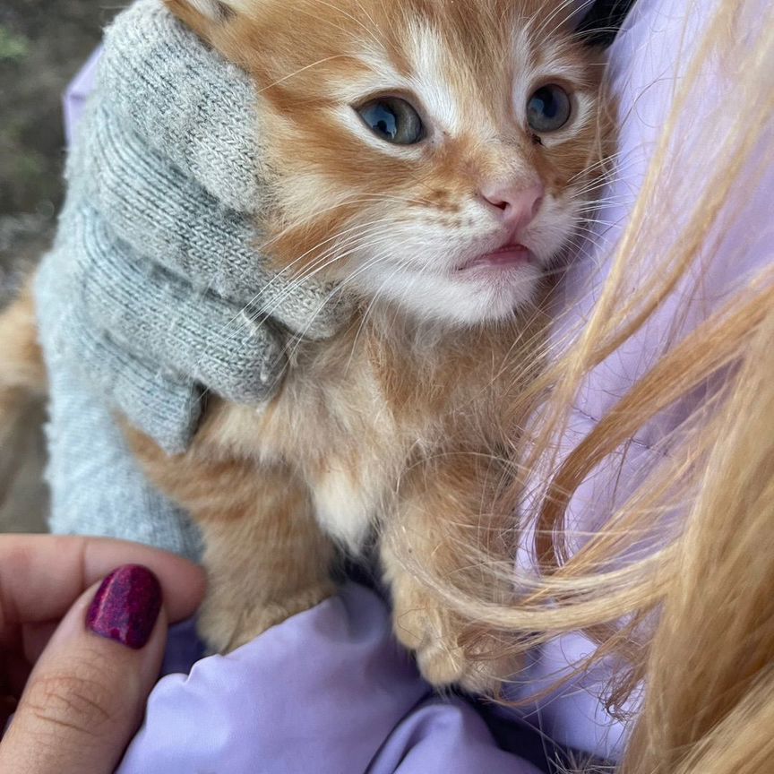 Отдам кота в добрые руки