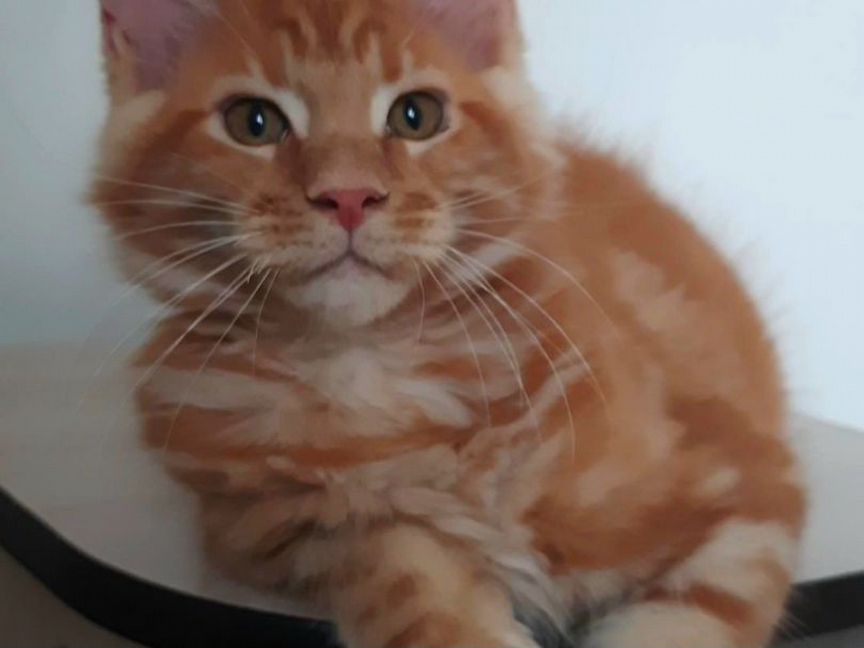 Мейн-кун мальчик. Самый лучший, самый яркий