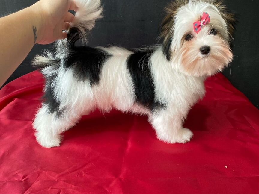 Бивер куколка