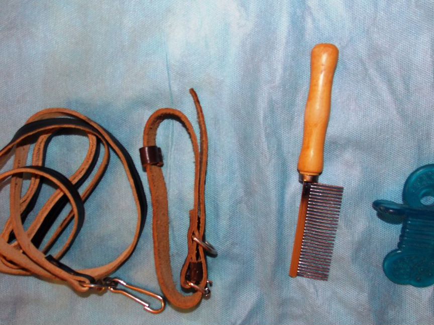 Ошейник и поводок