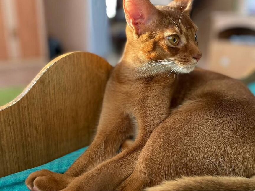 Абиссинские котята соррель дикий