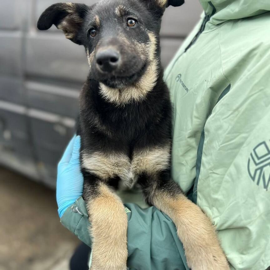 Овчаристый щенок Умник