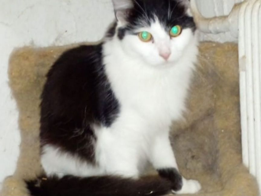 Котик сибирский в добрые руки