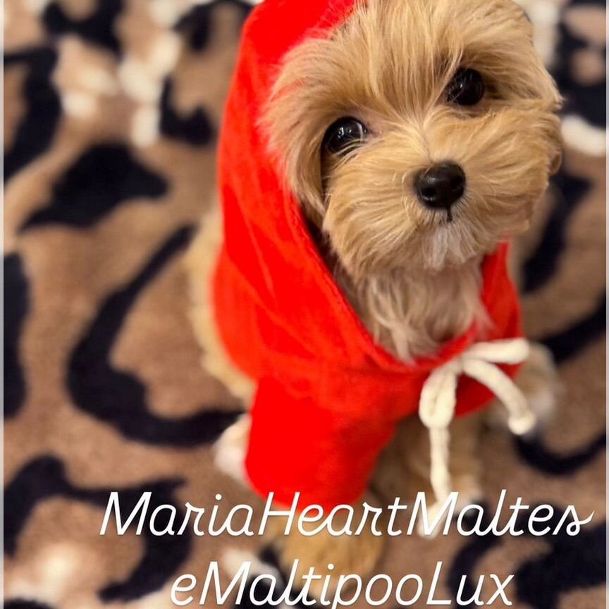 Мальтипу, щенок