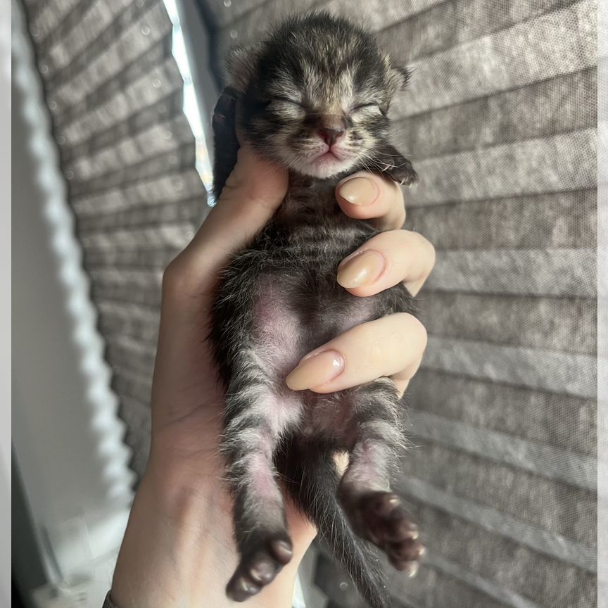 Котёнок в добрые руки