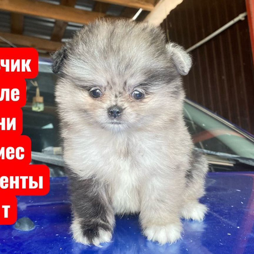 Померанский шпиц, щенок