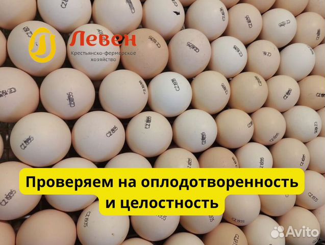 Инкубационное яйцо цылят бройлеров (Европа)