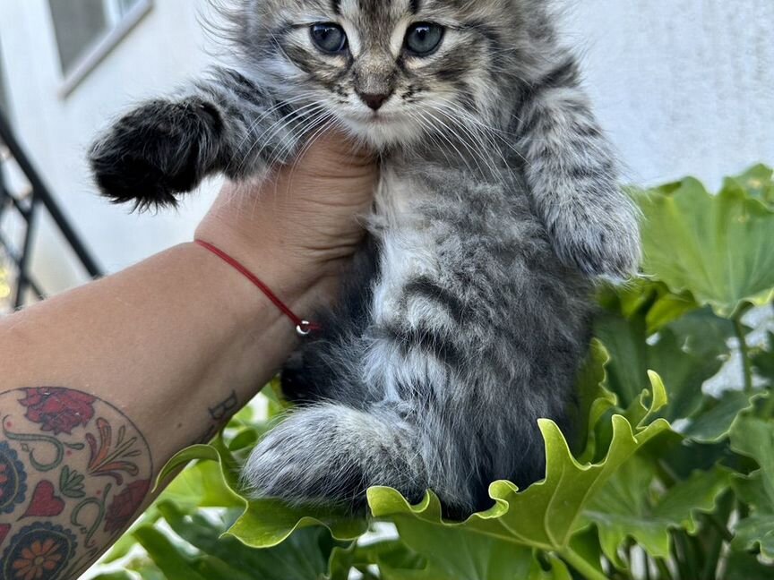 Полубританцы