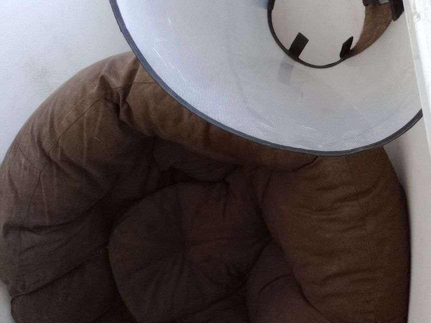 Собаке спальный мешок большой и защита головы