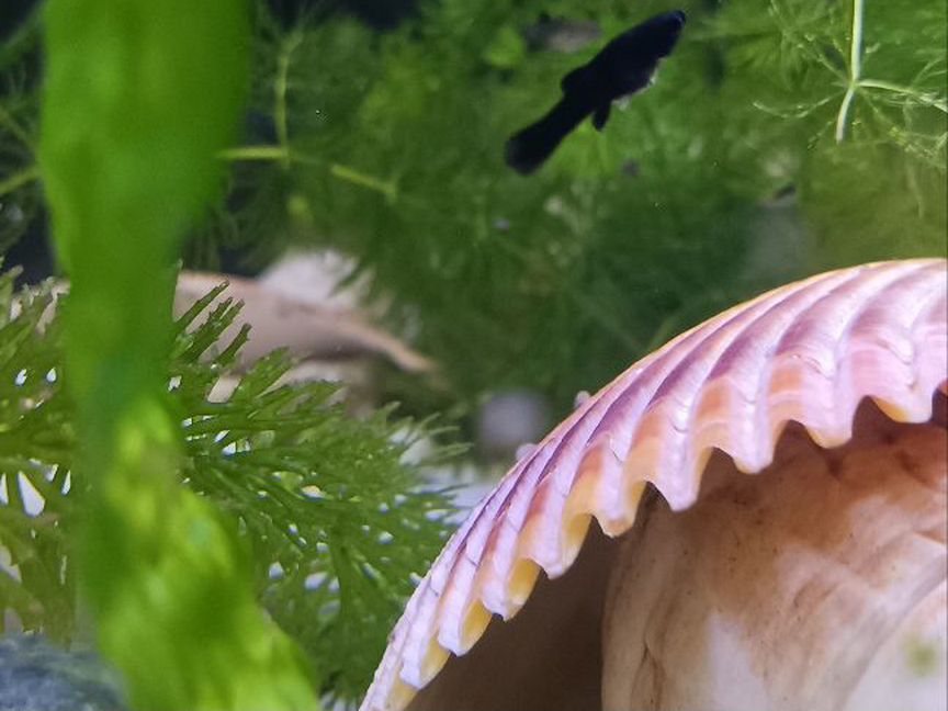 Чёрная молинезия